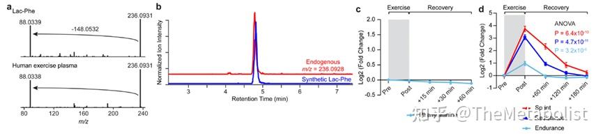 代谢学人——Nature: 运动诱导Lac-Phe，让你吃得少又苗条 - 知乎