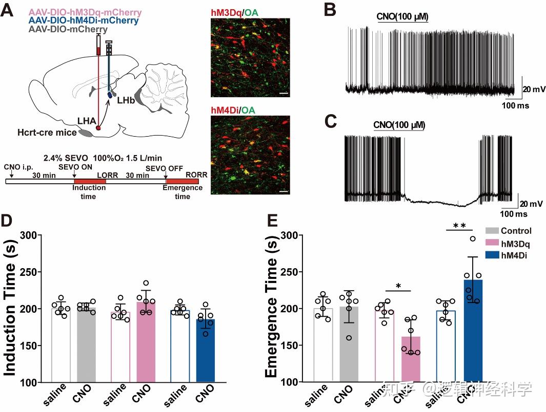 CNSNT︱空军军医大学董海龙团队揭示食欲素能外侧下丘脑-外侧缰核环路在七氟醚麻醉中的促觉醒作用 - 知乎