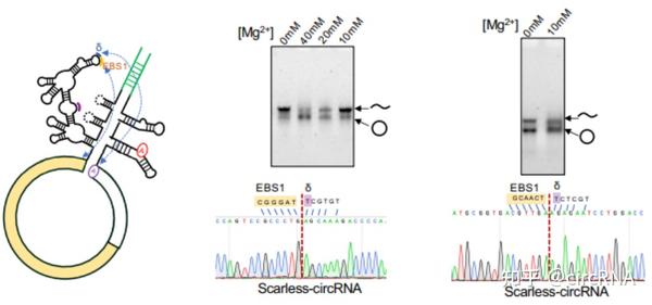 不容错过！人工制备环状RNA的策略 - 知乎