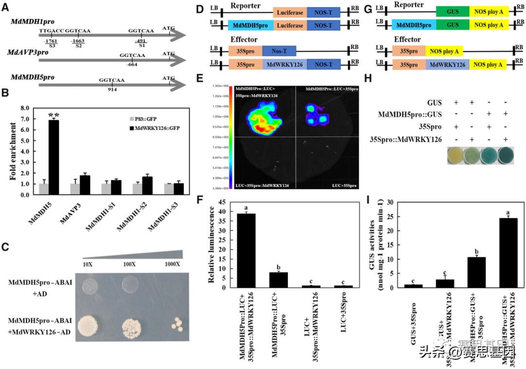 MdWRKY126通过调节苹果酸脱氢酶调节苹果果实中苹果酸的积累 - 知乎