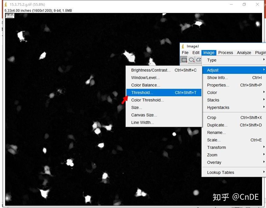 【ImageJ】荧光细胞计数方法 - 知乎