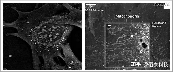 【Nanolive】线粒体无标记3D成像技术 - 知乎