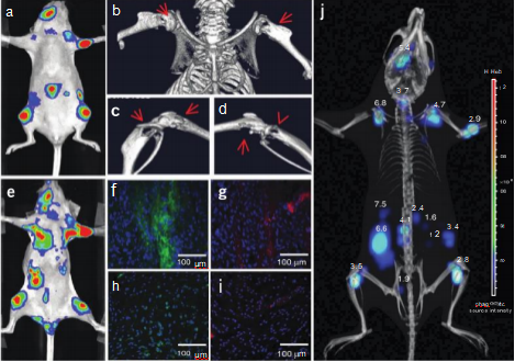 IVIS 活体光学成像技术概述 - 知乎