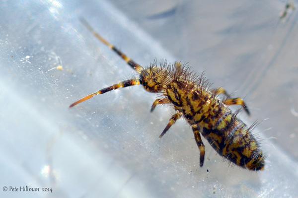 【地球演义】六足传奇1：起源之谜 - 知乎