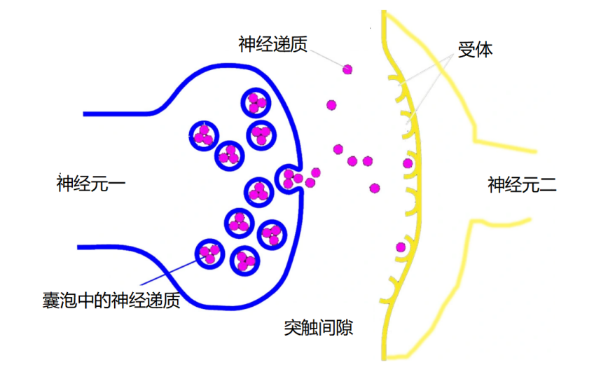 pHluorin：如何可视化受体在突触后膜的表达 - 知乎