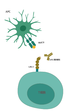 LAG-3靶点机制和研究进展 - 知乎