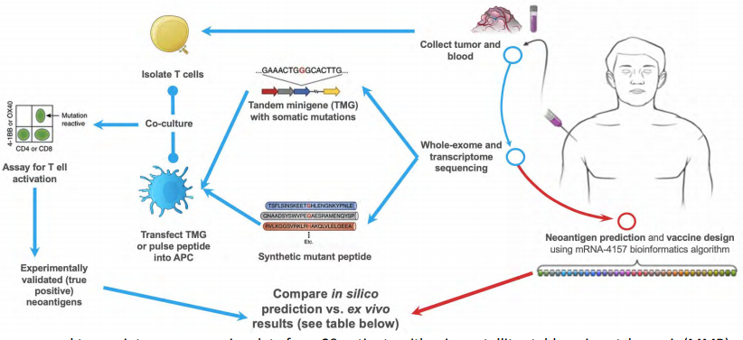 靶向34个新生抗原的个体化疫苗mRNA-4157 - 知乎