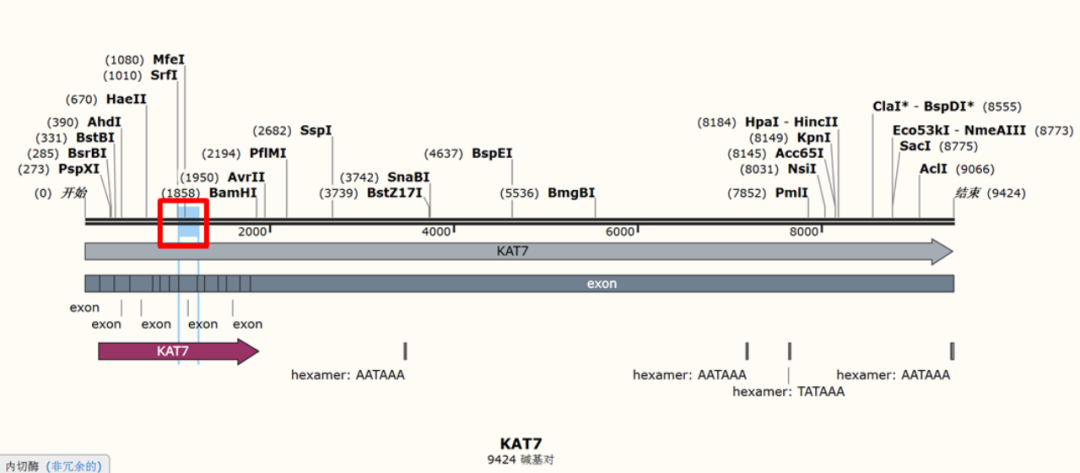 CRISPR-Cas9系统：sgRNA的设计及质粒构建 - 知乎