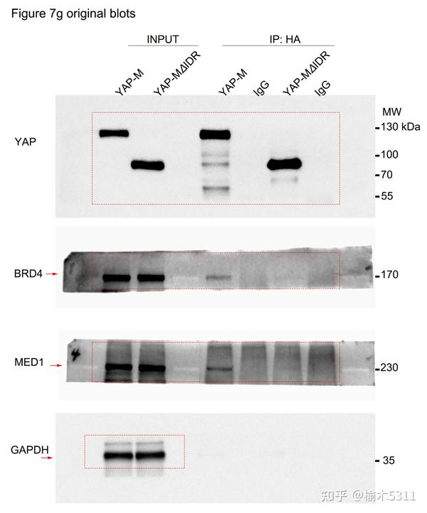 Western blot，不推荐整膜带marker的理由, 真实WB/ Western blot欢迎垂询交流~ykt3728 - 知乎