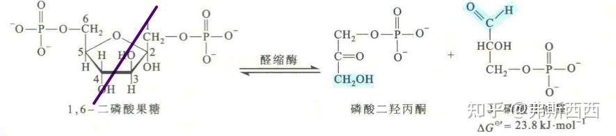 生化——糖酵解整理 - 知乎
