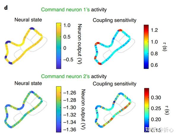一些文章: Neural circuit policies enabling auditable autonomy - 知乎