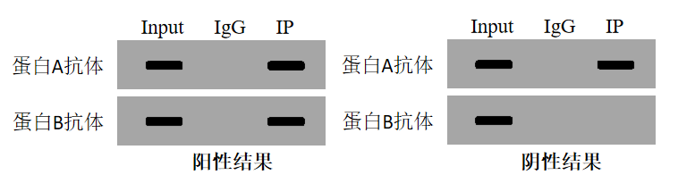 《Co-IP技术深解》基础篇：COIP实验原理及流程 - 知乎
