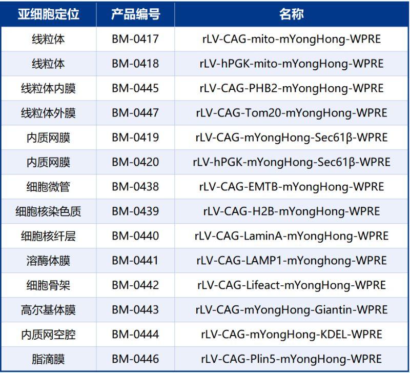 Nature Methods｜mYongHong：新一代超稳定单体红色荧光蛋白 - 知乎
