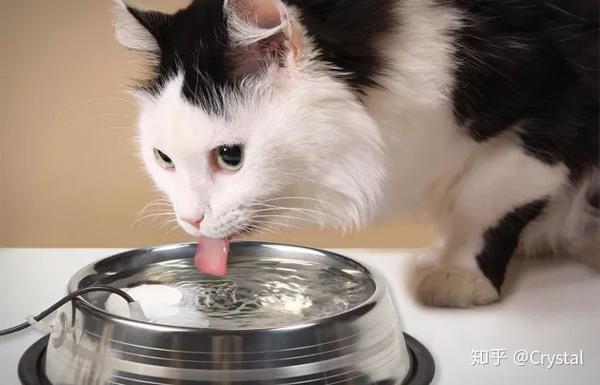 喝水关乎猫命，到底该如何让猫多喝水？！ 知乎