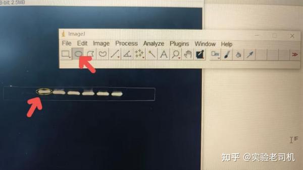 手把手教学——WB条带量化之ImageJ软件分析 - 知乎