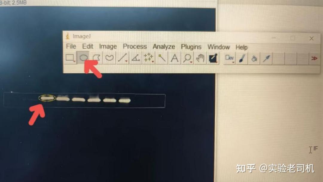 手把手教学——WB条带量化之ImageJ软件分析 - 知乎