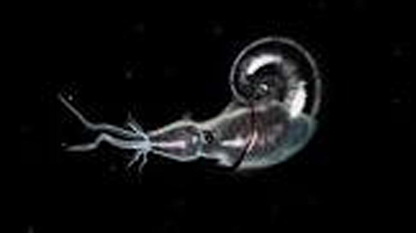 最大菊石有多大？说出大小，吓汝一跳！【睡前软体动物学243】 - 知乎