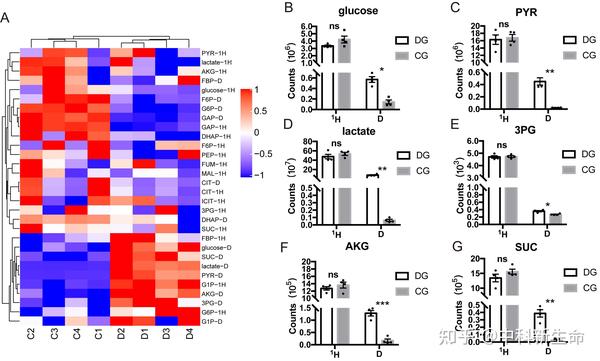 项目文章RB（IF 10.787） | 上海交通大学医学院附属新华医院杨军教授团队利用代谢流技术揭示老年性耳聋新机制 - 知乎