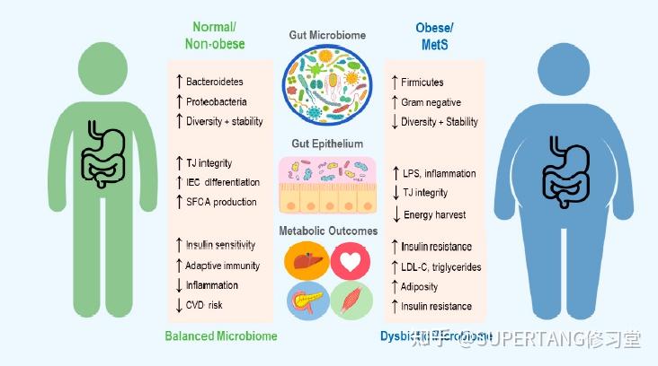 b420、BPL-1（CECT8145），网红瘦子菌真的有用吗？应该怎么选？ - 知乎