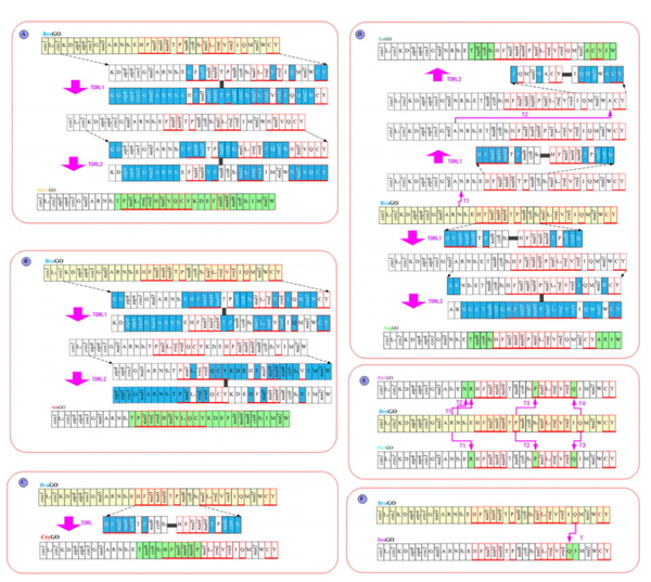 细胞器基因组|比较基因组分析助力深度挖掘细胞器进化关系 - 知乎