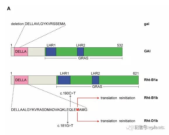 Mol Plant| 傅向东Spotlight文章！一文让你了解绿色革命基因DELLA的研究历程及重大发现 - 知乎