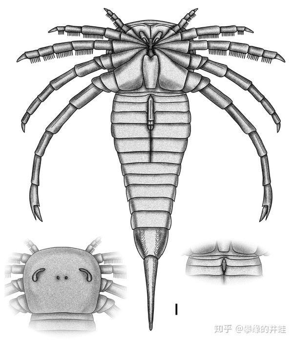 【地球演义】铁虿狰狞14：板足鲎杂谈 - 知乎