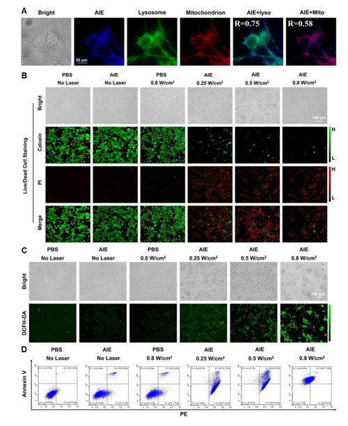 纳米探针 | 利用放射性标记AIE探针作为PET/NIR-II荧光引导光热治疗的双模成像剂 - 知乎