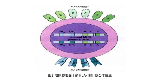 神奇的配型——HLA为啥这么有“型”？ - 知乎