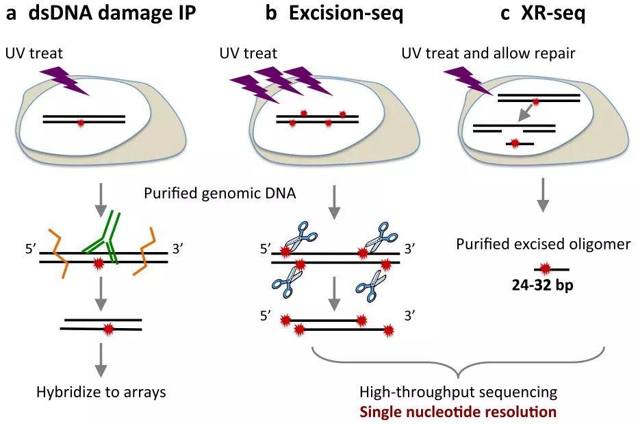 详解 UV 诱导的 DNA 损伤和修复 - 知乎