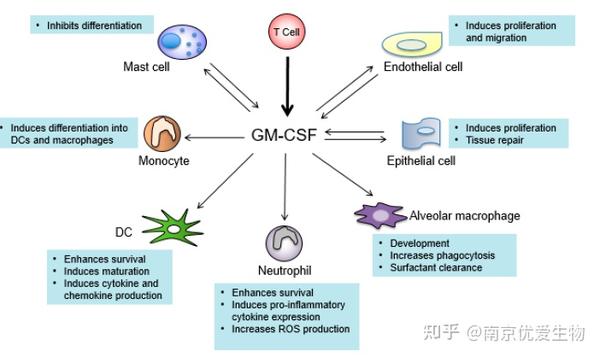GM-CSF有什么作用？ - 知乎