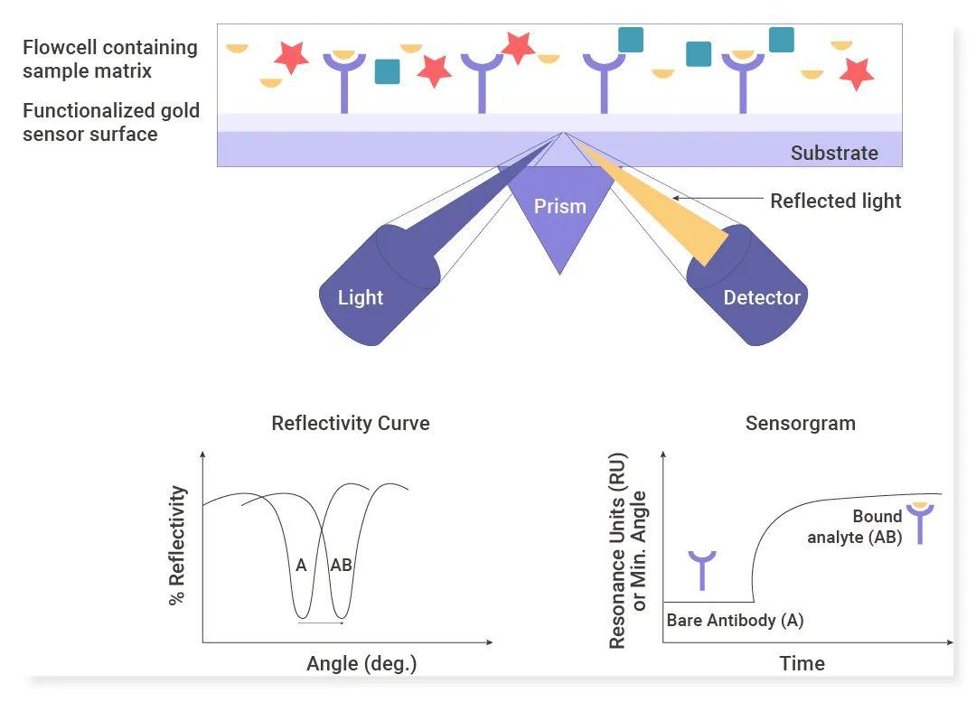 分子互作大比拼，SPR、ITC、MST、BLI，谁才是最强王者？| MedChemExpress (MCE) - 知乎