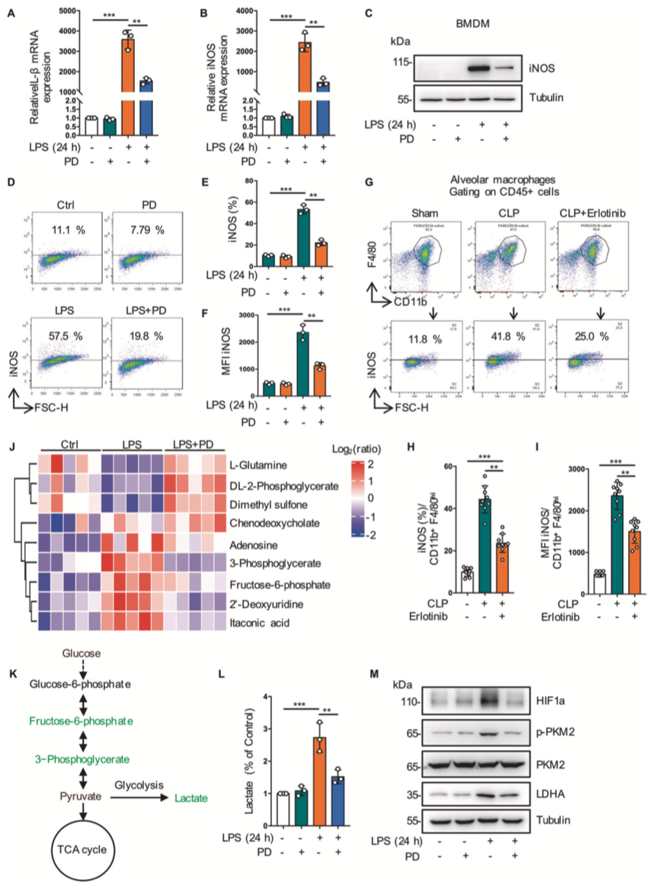 CDD丨EGFR 和 Rab GTPases 协调 EGFR 运输以调节脓毒症中的巨噬细胞活化 - 知乎