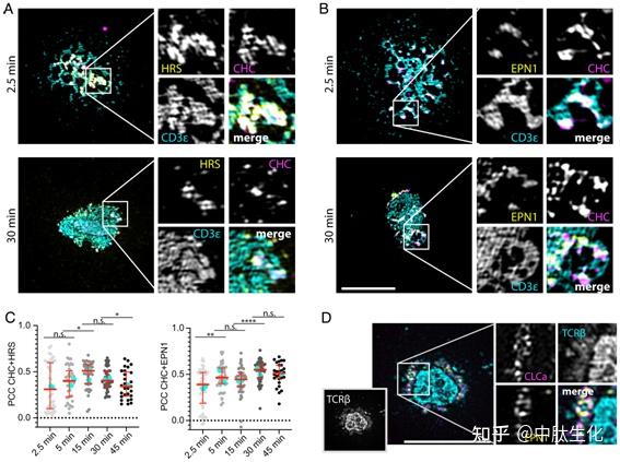 PNAS：新研究揭示网格蛋白在免疫突触中起着关键作用 - 知乎