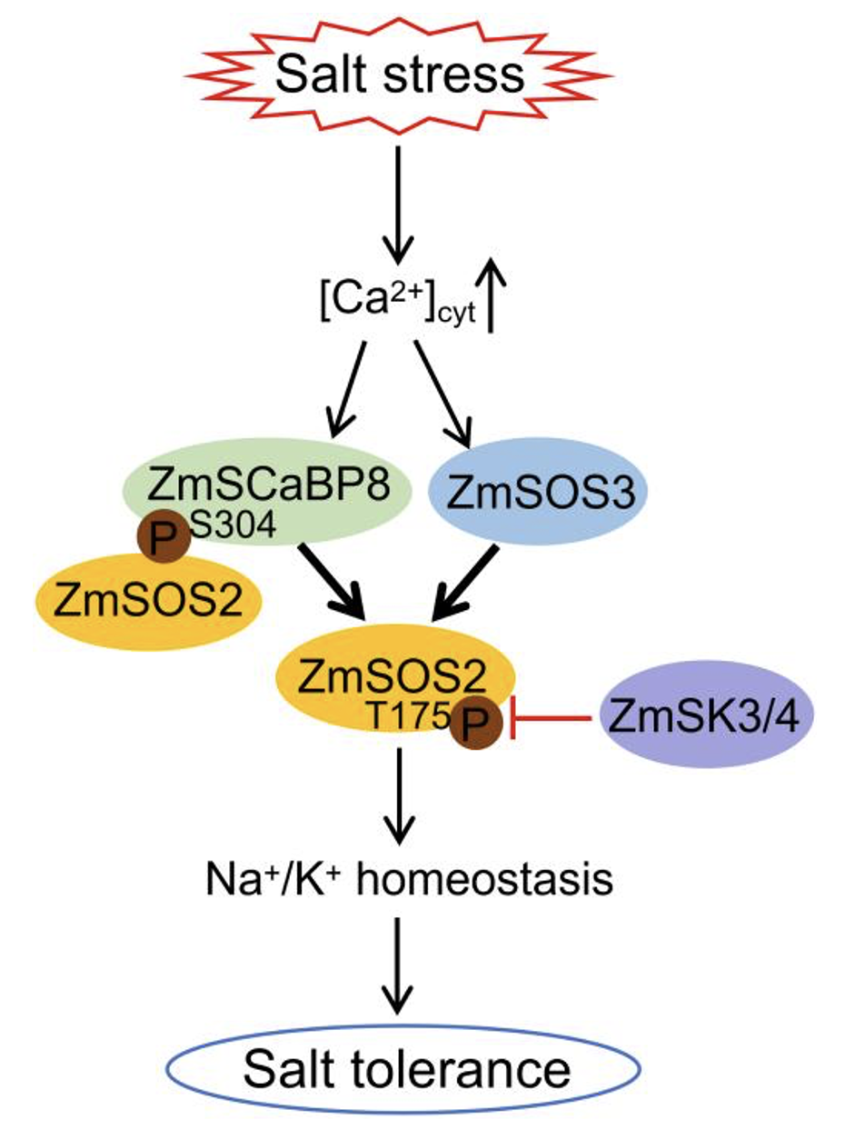 中国农业大学郭岩团队解析盐胁迫下玉米SOS途径的调控机制 - 知乎