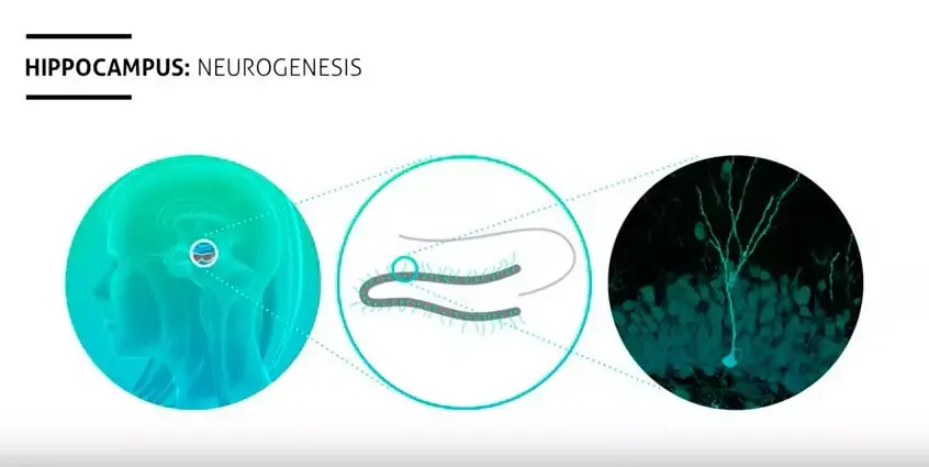 这些方法可以让大脑多长点神经元，你能做到几条？ - 知乎