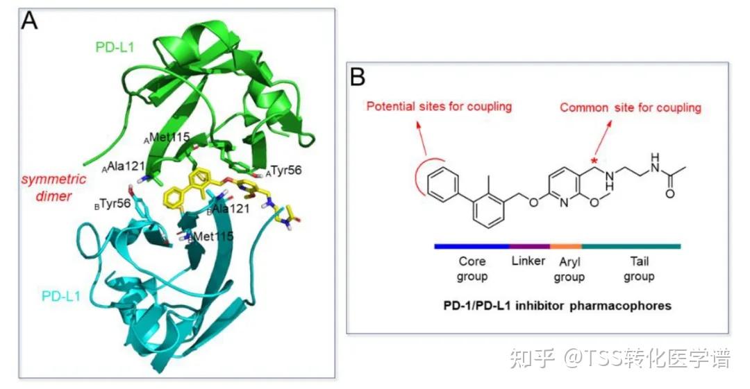 【JMC】免疫检查点PD-L1蛋白降解剂和调节剂研发现状 - 知乎