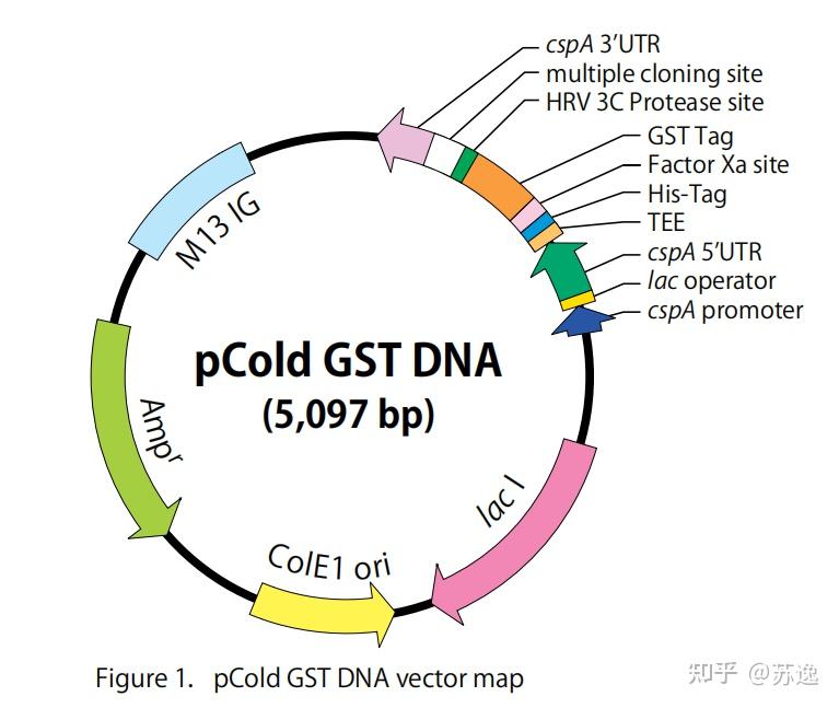 pCold系列载体介绍pCold-SUMO/pCold-TF/pCOld-GST - 知乎