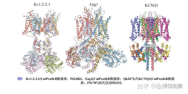 靶向KCNQ的蝎多肽药物设计与研究进展 - 知乎