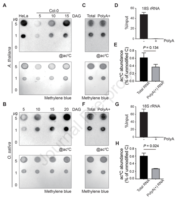云序用户农口IF20+论文：植物mRNA存在ac4C新型修饰，对RNA稳定性及翻译产生重要影响 - 知乎