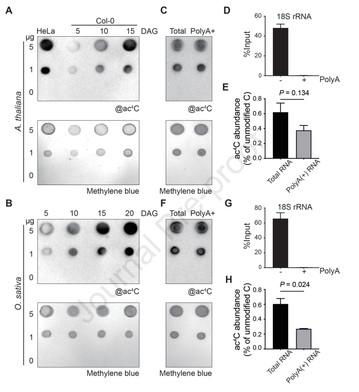 云序用户农口IF20+论文：植物mRNA存在ac4C新型修饰，对RNA稳定性及翻译产生重要影响 - 知乎