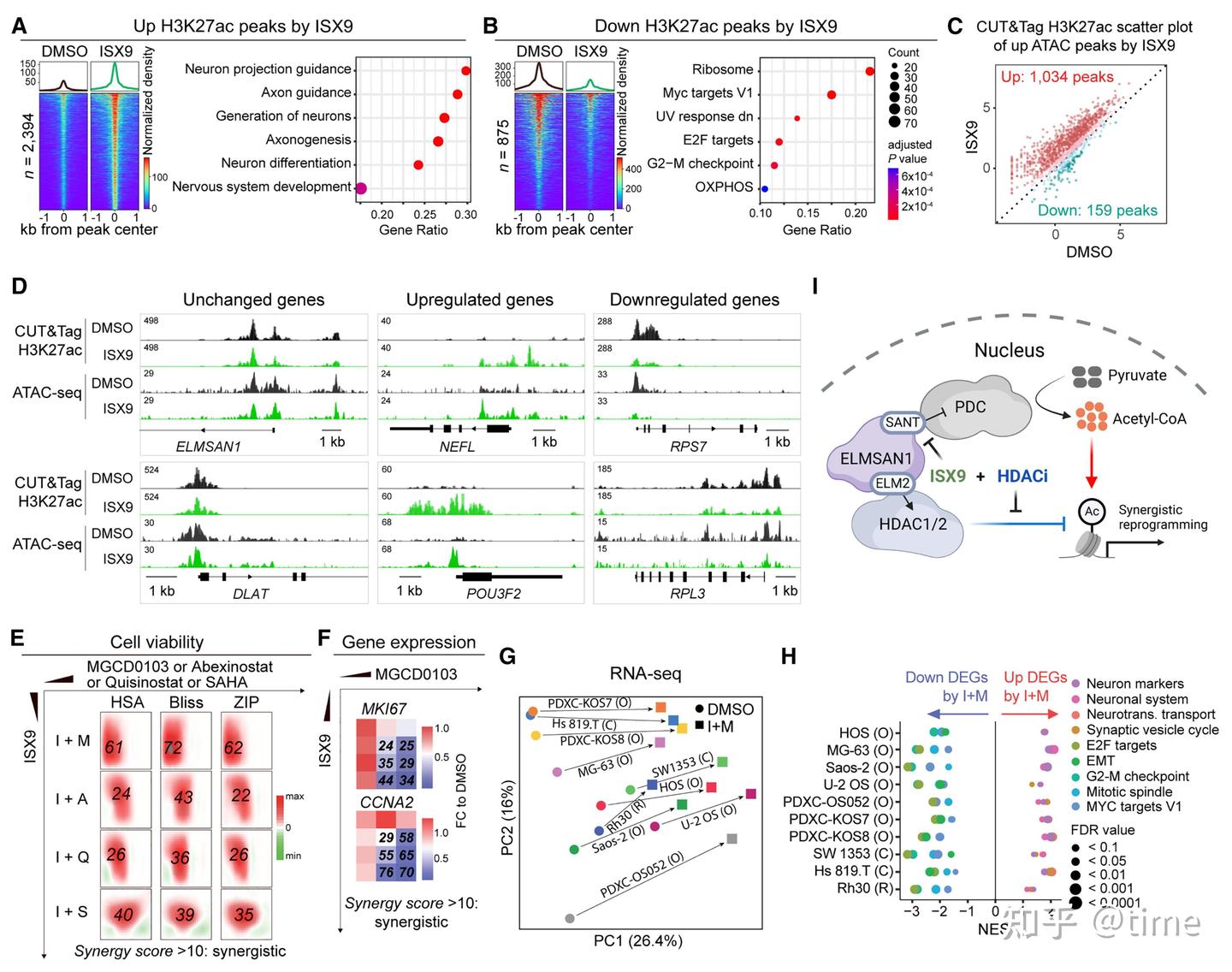 文献分享 | Cell Metabolism：去抑制核丙酮酸脱氢酶诱导治疗性癌细胞重编程 - 知乎