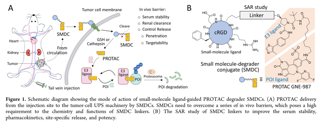 【JMC】武汉大学台万一团队：克服PROTAC体内递送的障碍新策略—小分子-降解剂偶联物 - 知乎