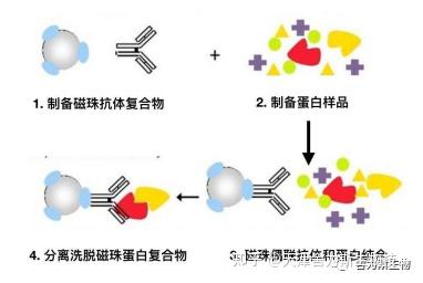 实验干货|免疫共沉淀（CoIP）实验原理及应用 - 知乎