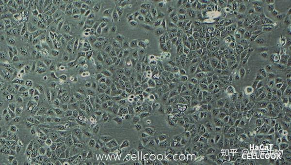 如何培养HaCaT人永生化角质形成细胞？它的培养条件及注意事项~ - 知乎