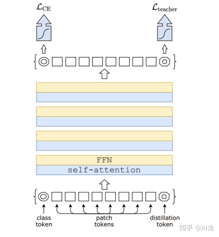 DEiT实战：使用DEiT实现图像分类任务（一） - 知乎