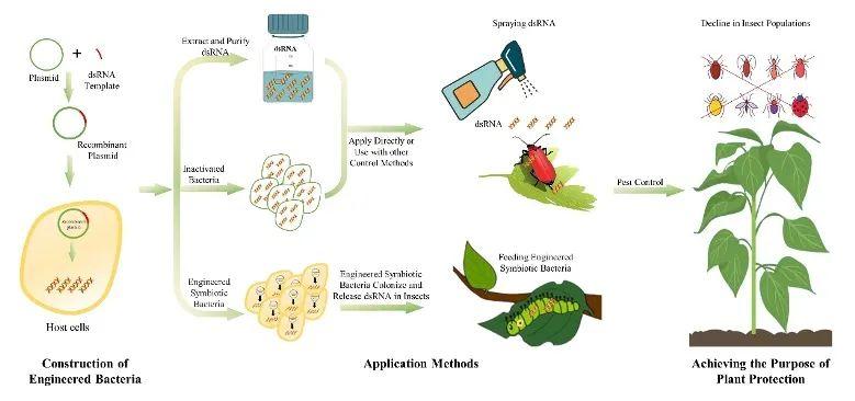 行业动态 l 2023.12.28 l EPA批准登记世界首款喷洒型RNA生物农药 Ledprona - 知乎
