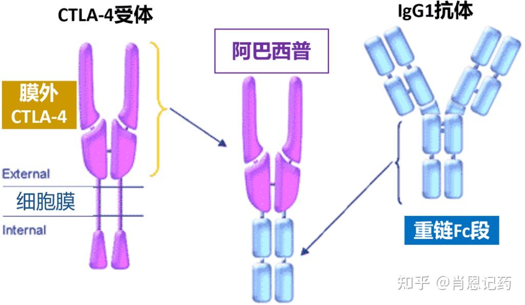 记住所有FDA生物药 | CTLA-4融合蛋白 | 阿巴西普、 belatacept 贝拉西普 | 类风湿关节炎等自身免疫病 - 知乎