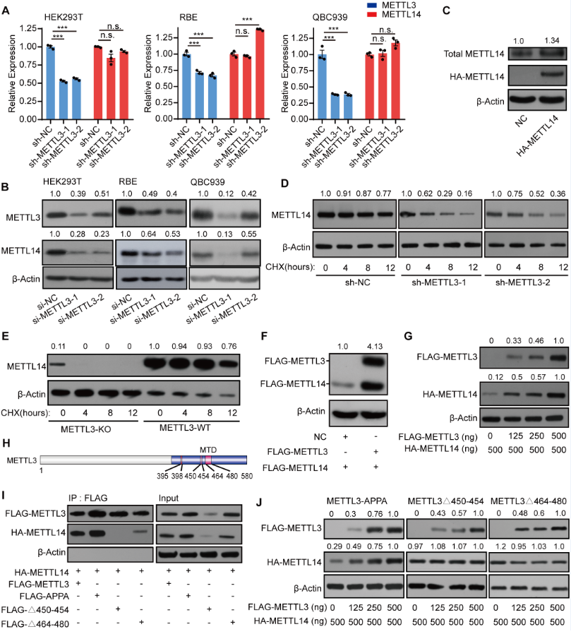 EMBO Rep︱中山大学王文涛（陈月琴团队）揭秘METTL14蛋白代谢及RNA m6A细胞内稳态新机制 - 知乎