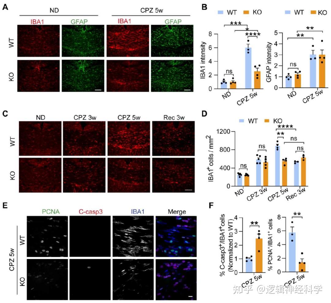 Sci Adv︱康奈尔大学胡风华团队揭示溶酶体蛋白TMEM106B调控小胶质细胞的增殖和存活 - 知乎