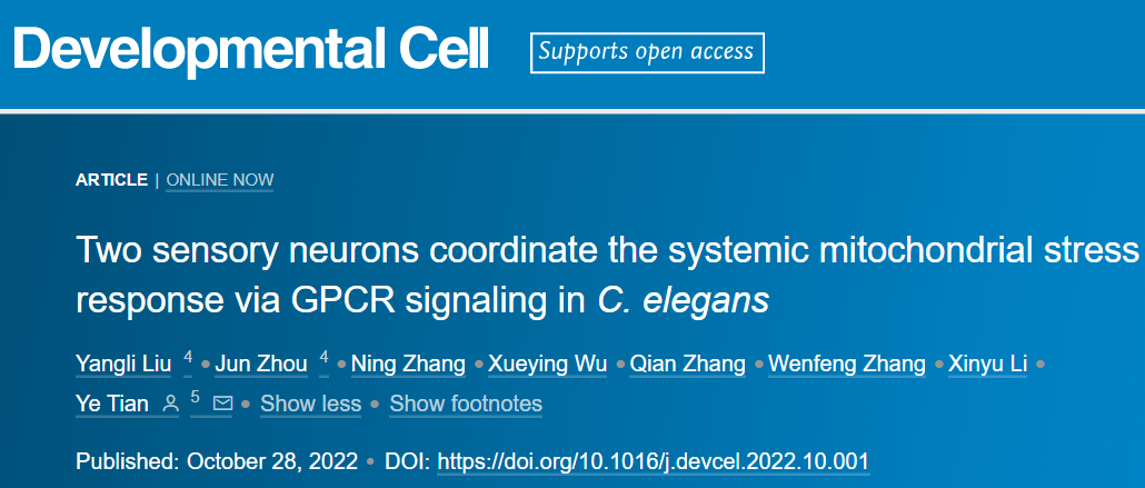 Dev Cell | 中国科学院发现秀丽隐杆线虫中的两个感觉神经元可以通过GPCR信号协调全身线粒体应激反应 - 知乎
